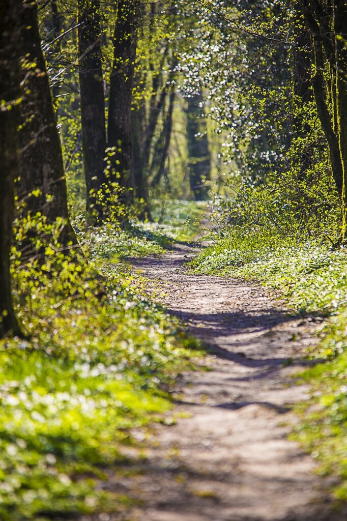 Nuestros servicios – Bosque Interior